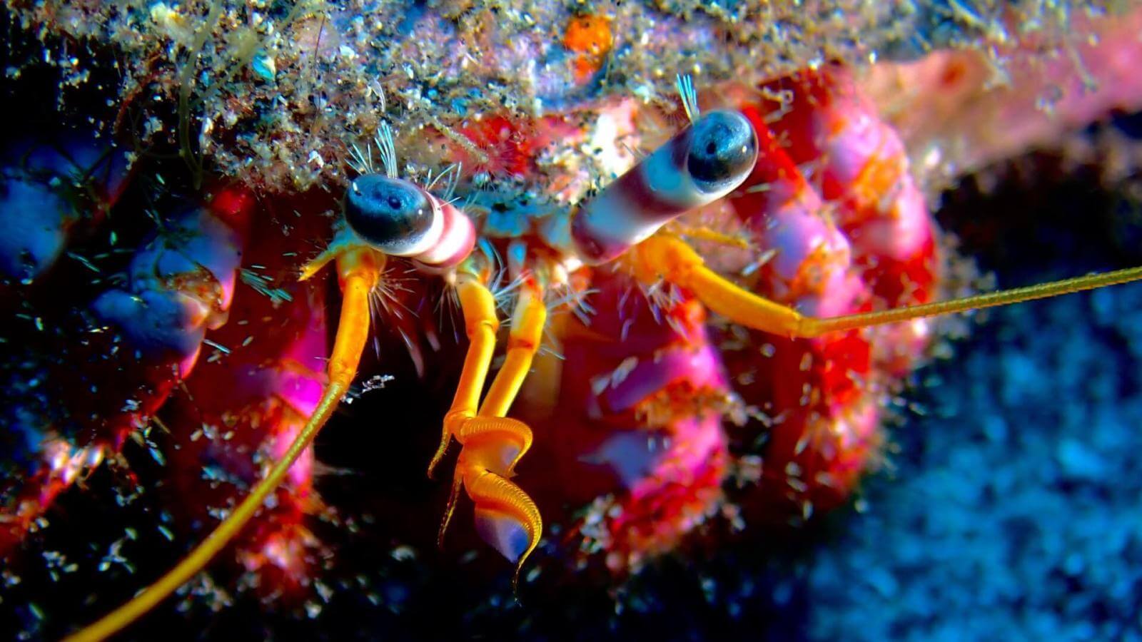 El Falso | Привет Канарские острова